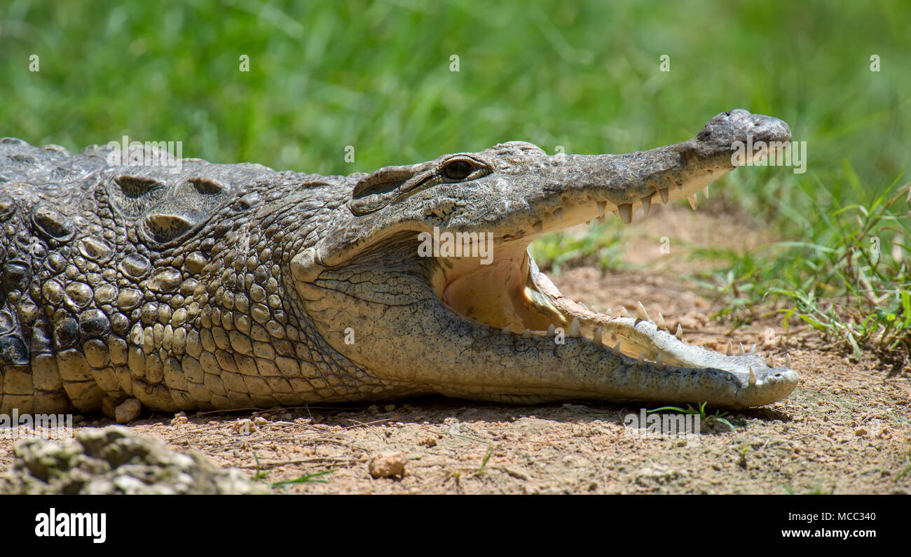 Big crocodile in National park of Kenya, Africa Stock Photo - Alamy