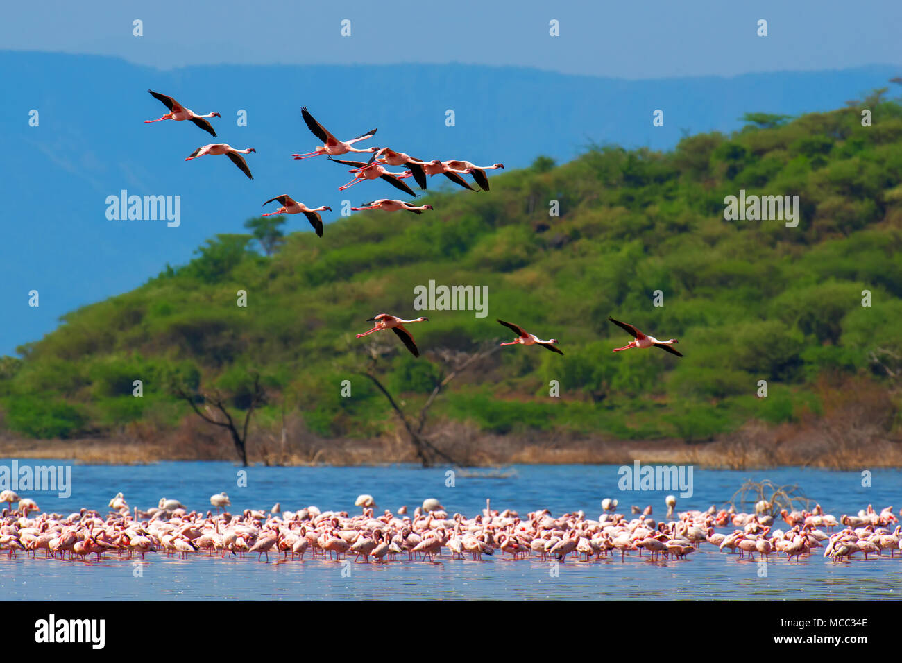 Flock of flamingos wading in the shallow lagoon water Stock Photo - Alamy