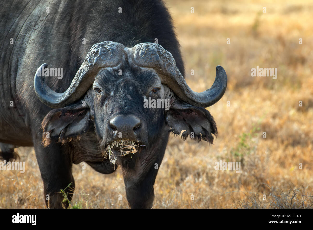 African bull bull bird hi-res stock photography and images - Alamy