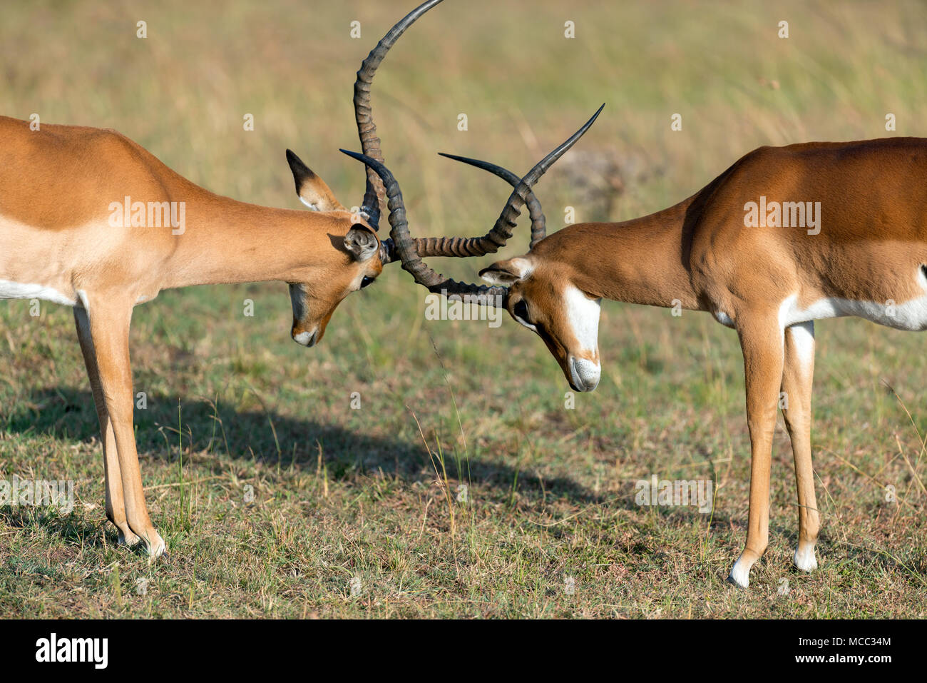 Impala on savanna in National park of Africa, Kenya Stock Photo - Alamy