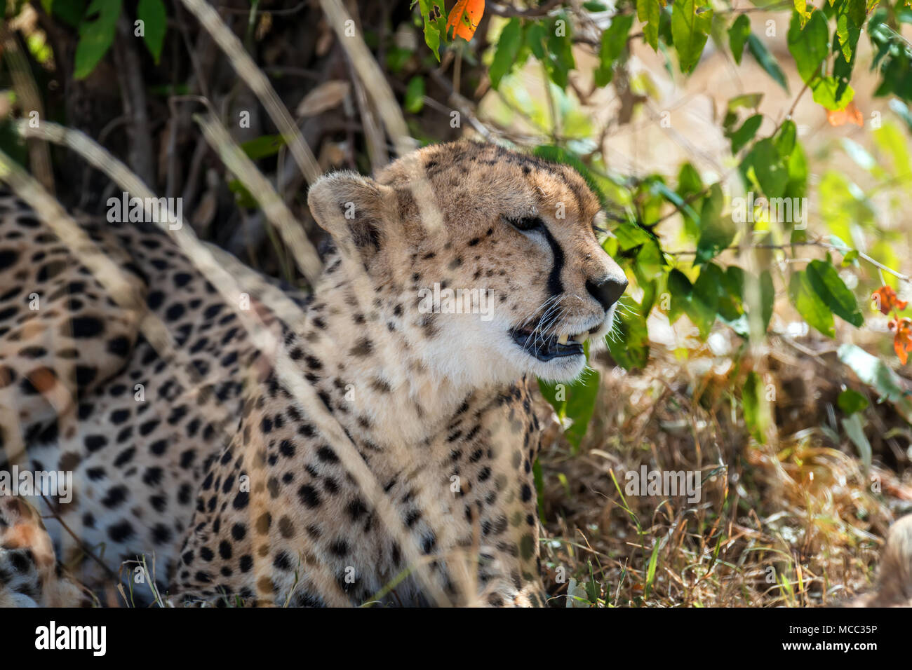Wild african cheetah, beautiful mammal animal. Africa, Kenya Stock ...