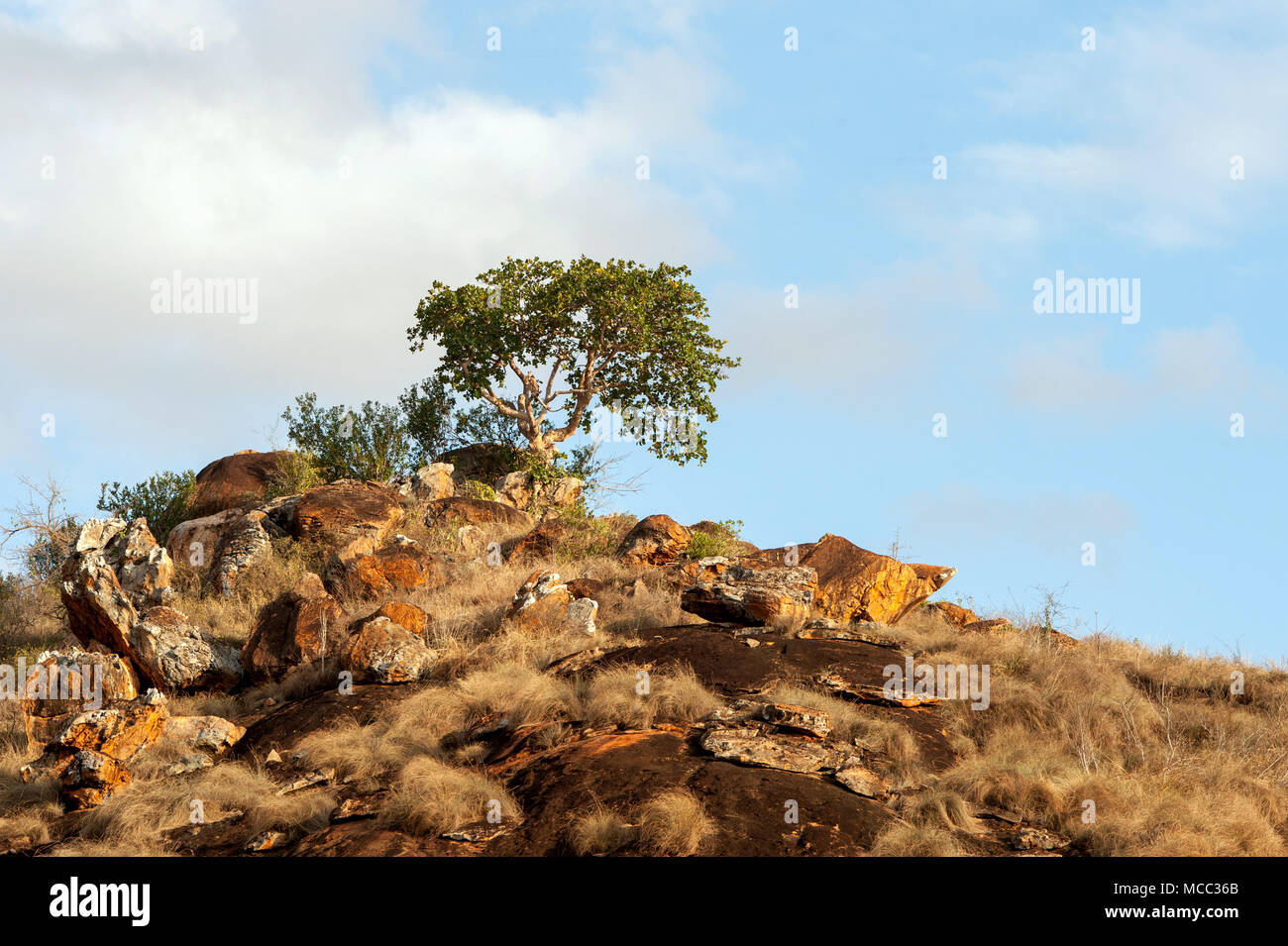 Savannah landscape in the National park of Kenya, Africa Stock Photo ...