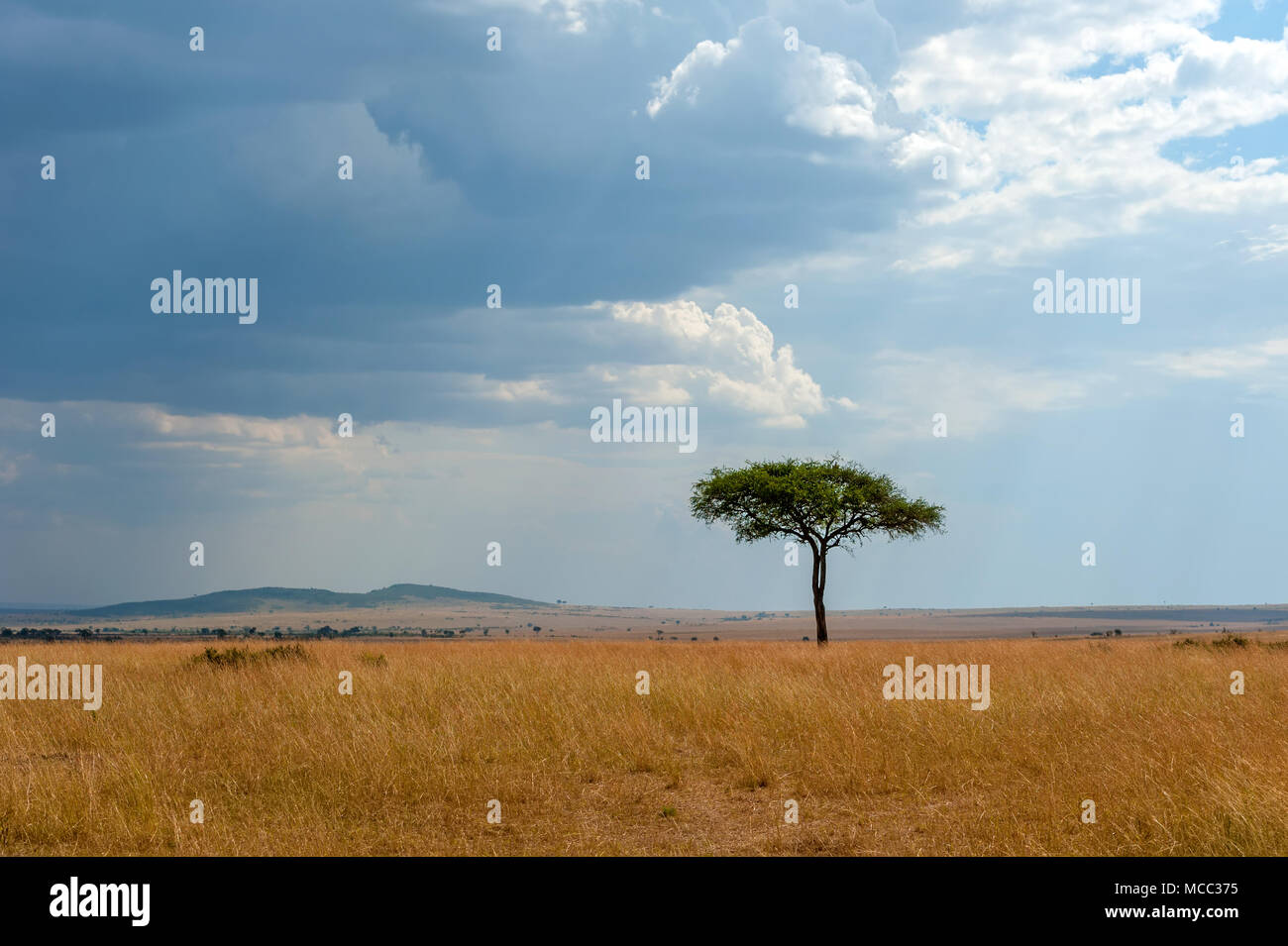 African Acacia Tree High Resolution Stock Photography and Images - Alamy