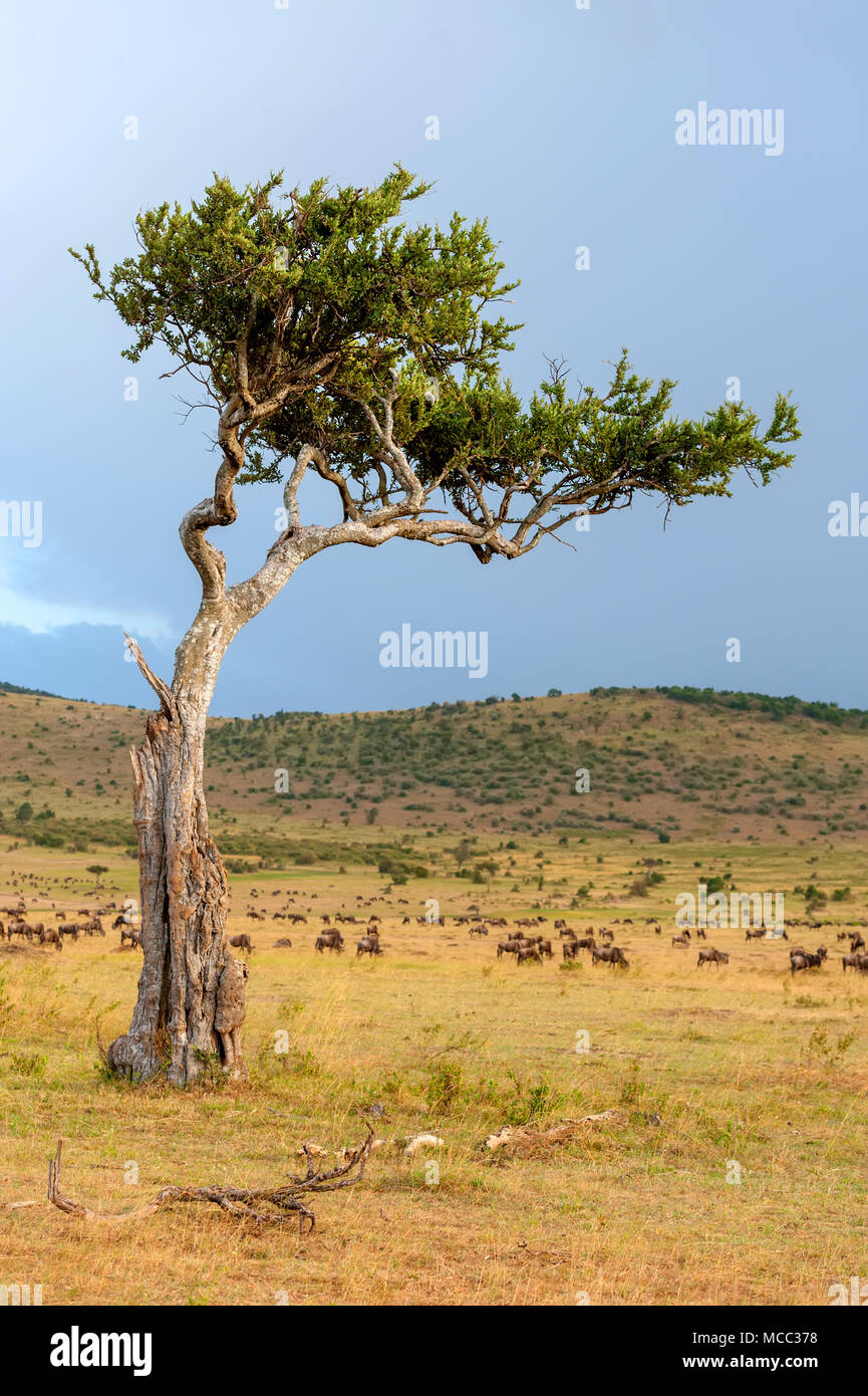 Africa landscape hi-res stock photography and images - Alamy