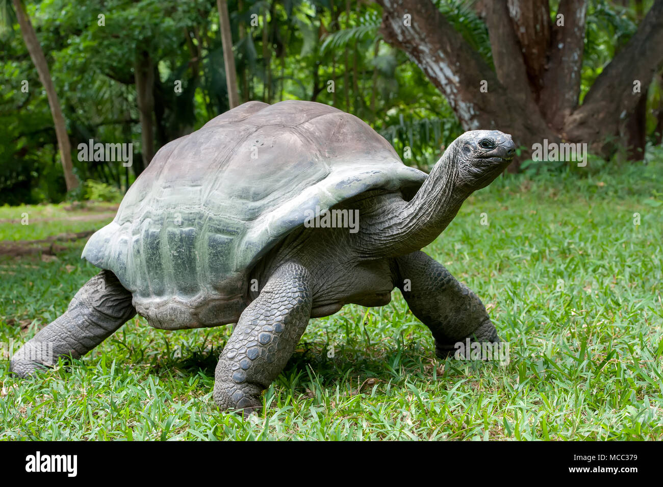 Close big old african tortoise in the grass Stock Photo - Alamy