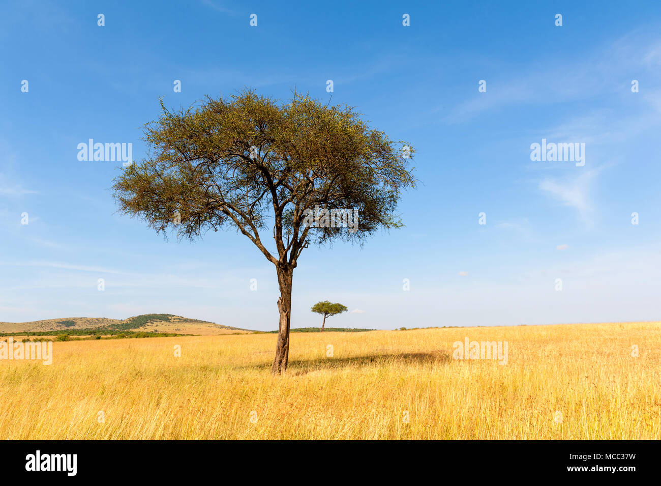 Acacia Tree South Africa Stock Photos & Acacia Tree South Africa Stock ...