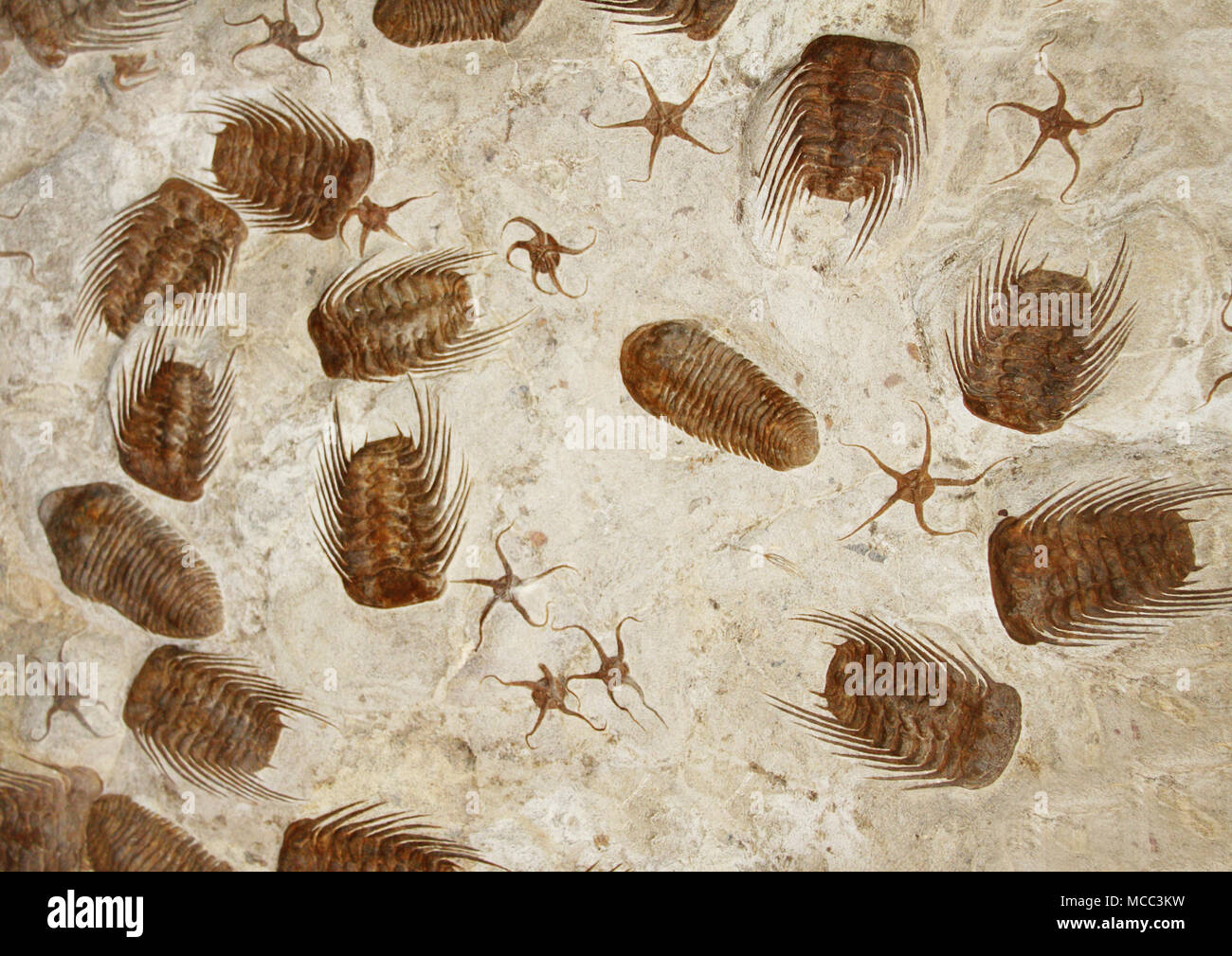 Mollusk fossil sedimentary rock hi-res stock photography and images - Alamy