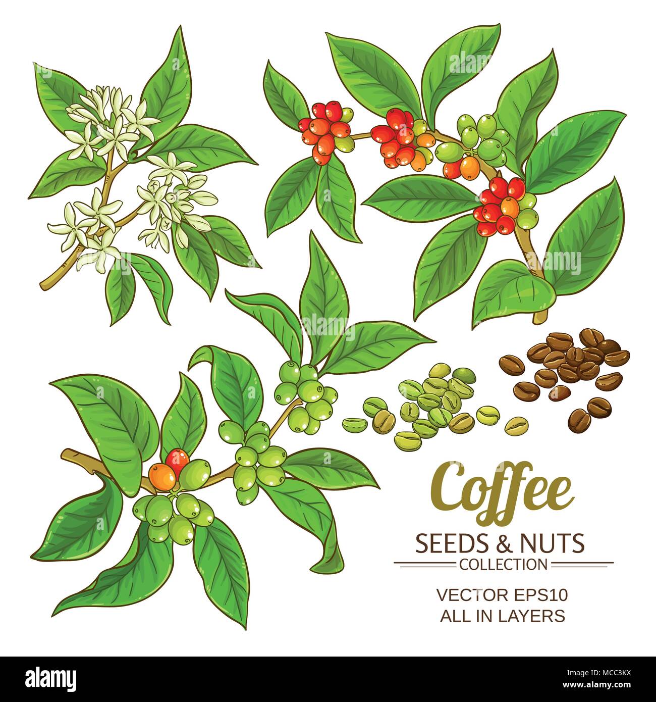 coffee branches vector set on white background Stock Vector Image & Art ...