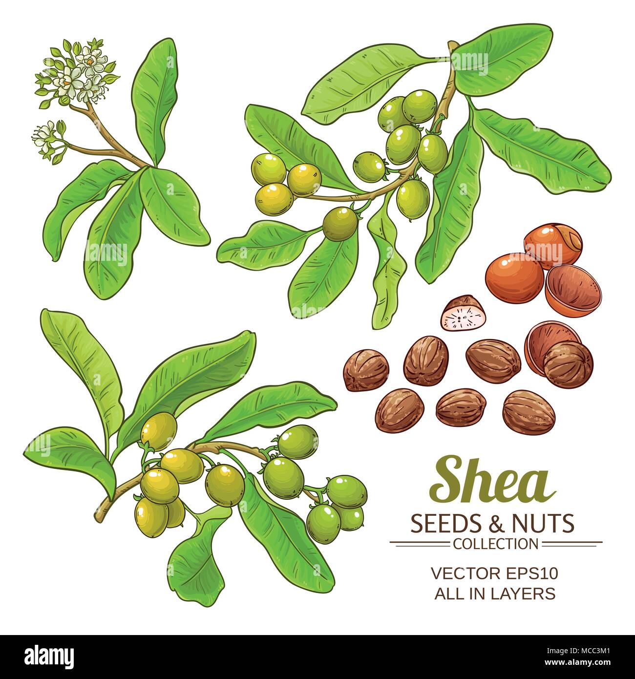 shea branches vector set on white background Stock Vector Image & Art ...