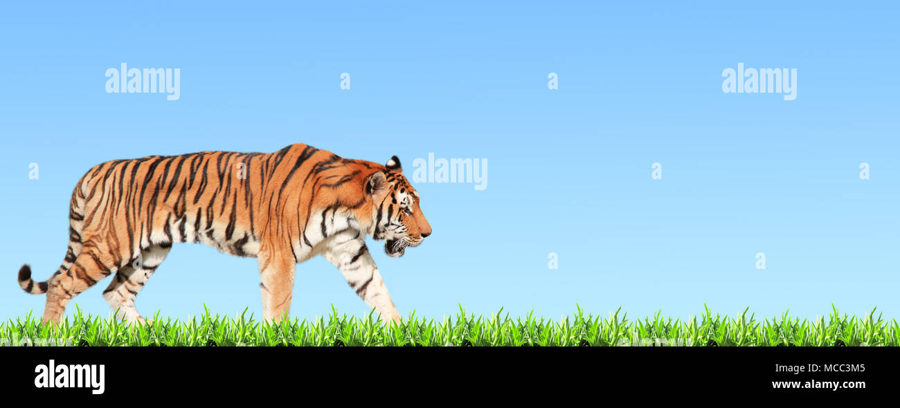 Horizontal banner with walking tiger and green grass. On blue sky ...