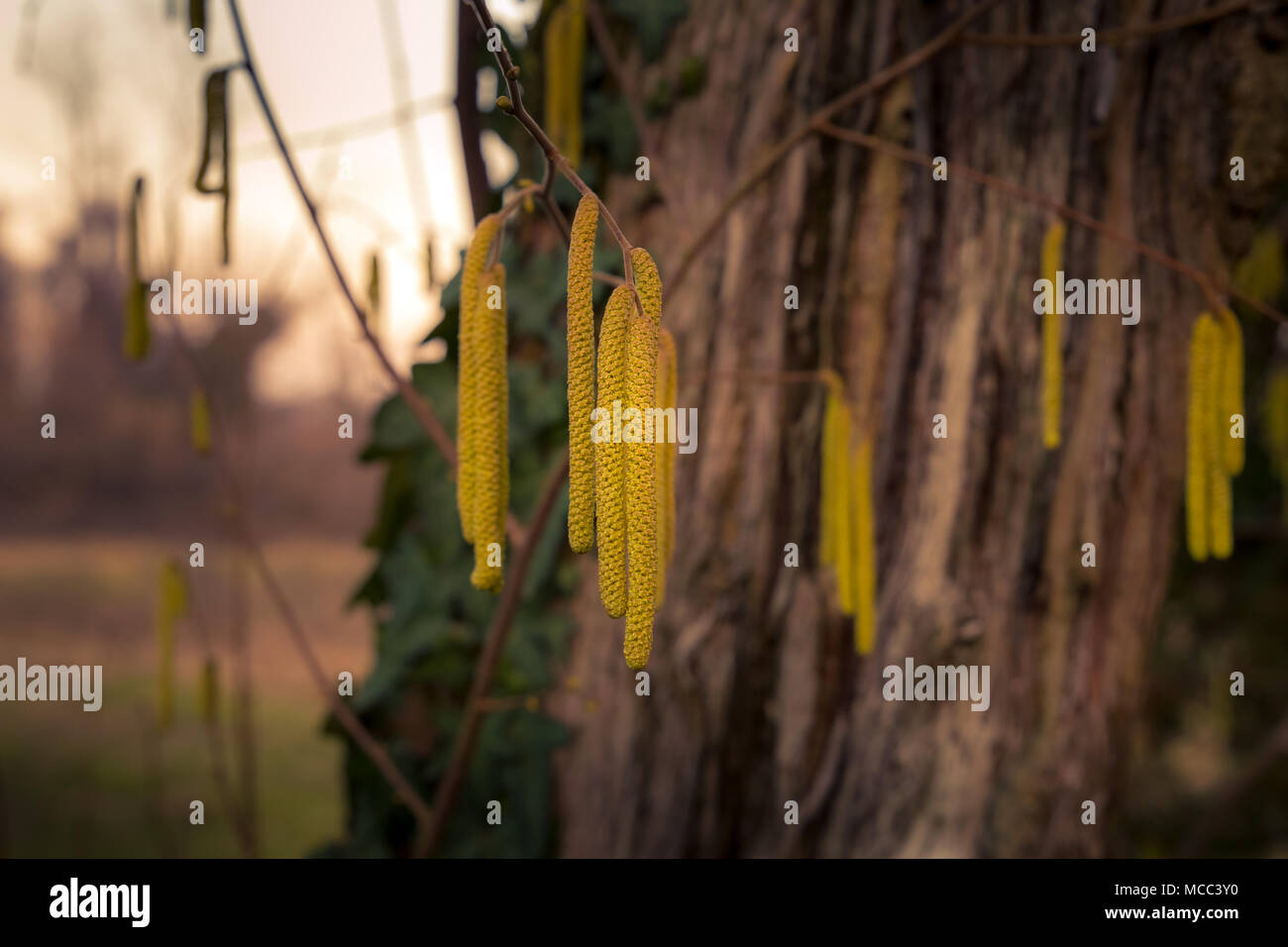 Hazel shoots hi-res stock photography and images - Alamy
