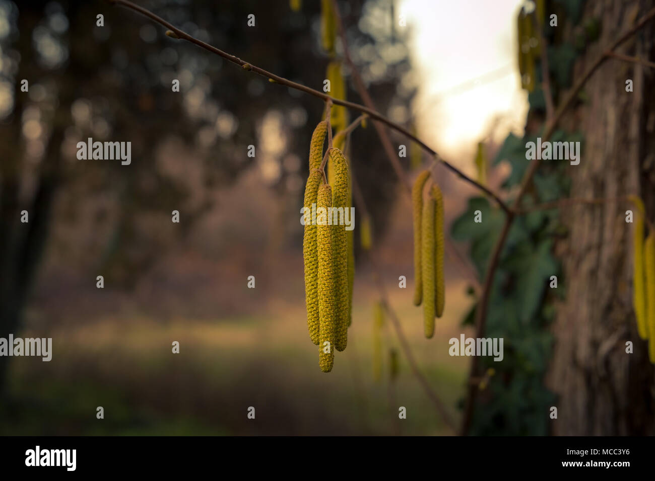 Hazel shoots hi-res stock photography and images - Alamy