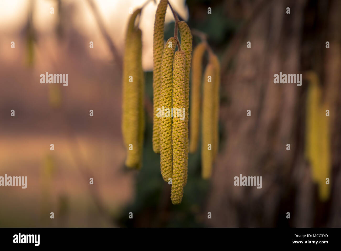 Hazel shoots hi-res stock photography and images - Alamy