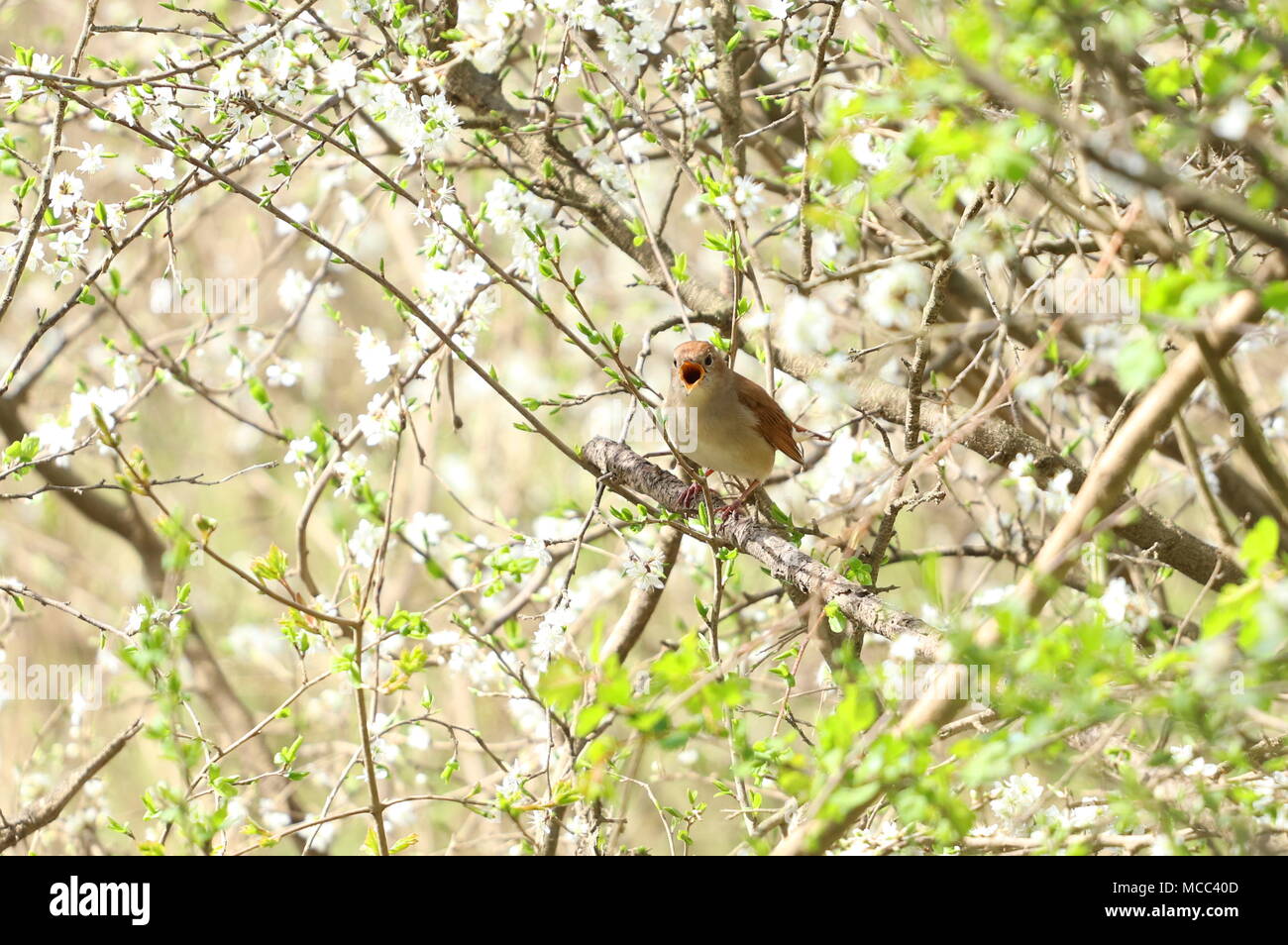Nightingale bird on branch of blossom tree in spring Stock Photo - Alamy