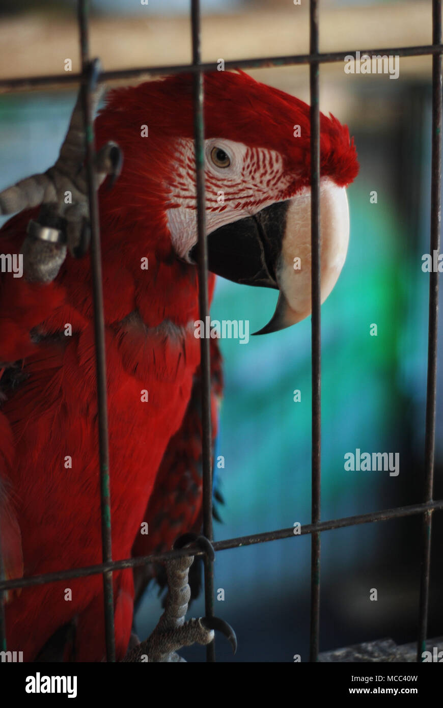 Colorful Parrot - Red Blue Orange Macaw at the Zoo Stock Photo - Alamy