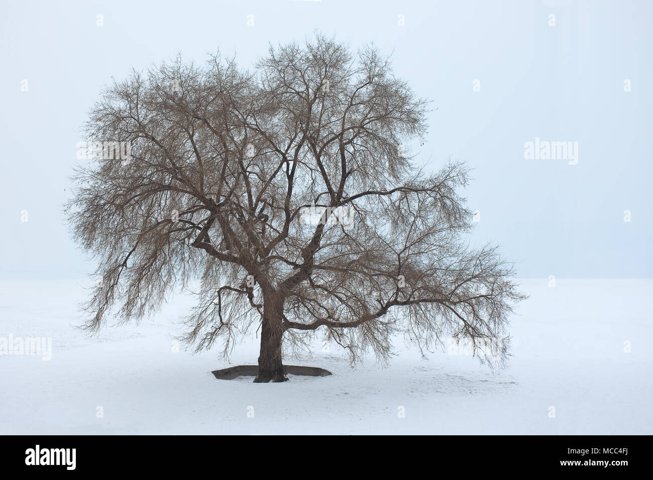 Beautiful tree in a snowy winter landscape, Harbin, China Stock Photo ...