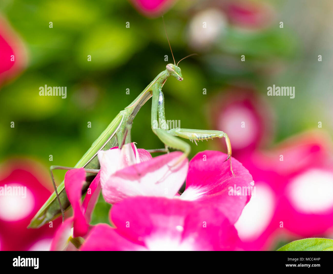 Green mantis insects hi-res stock photography and images - Alamy