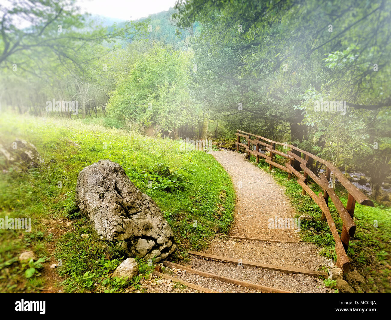 Fog trees path hi-res stock photography and images - Alamy