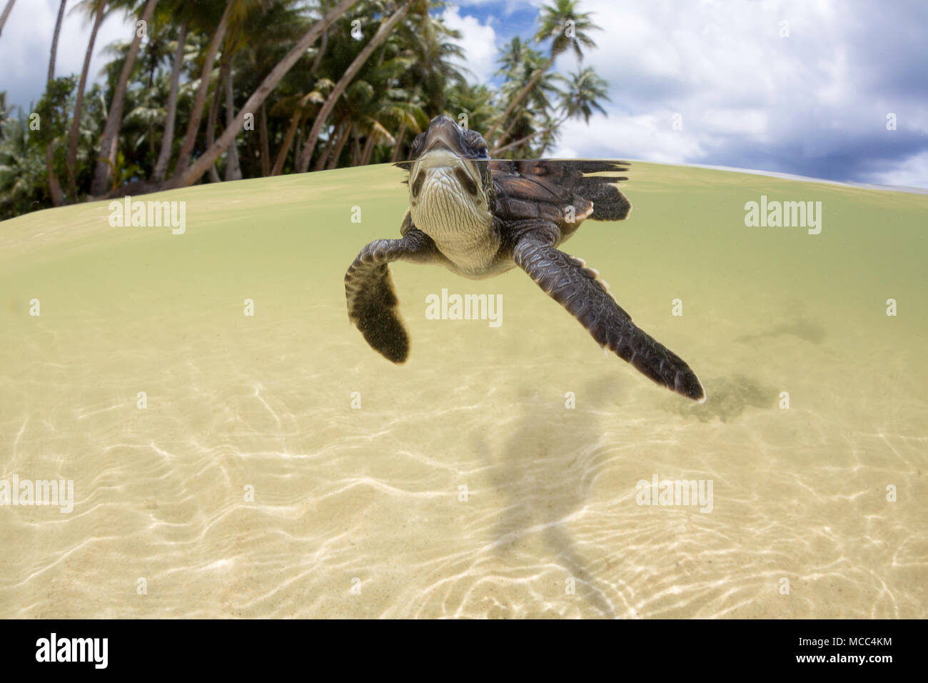 A split view of a newly hatched baby green sea turtle, Chelonia mydas ...
