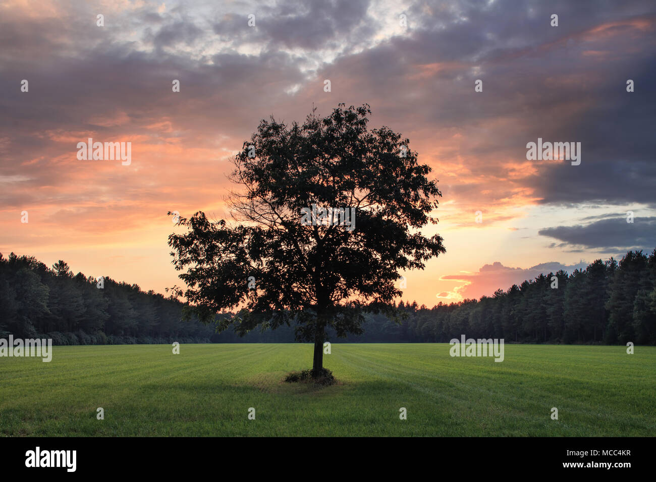 Lonely tree in a green field at a colorful sunset Stock Photo - Alamy