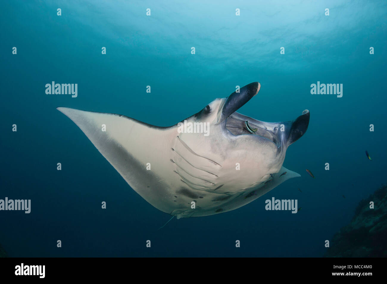 Manta ray, Manta birostris, gliding over a cleaning station in M'il ...