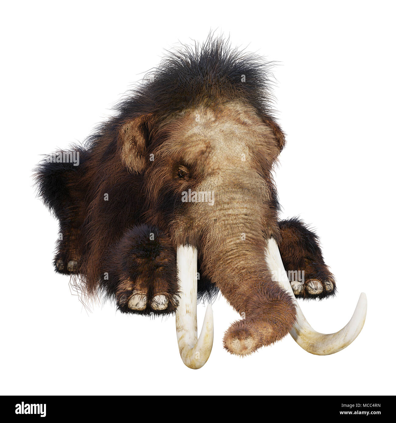 3D rendering of a woolly mammoth isolated on white background Stock ...