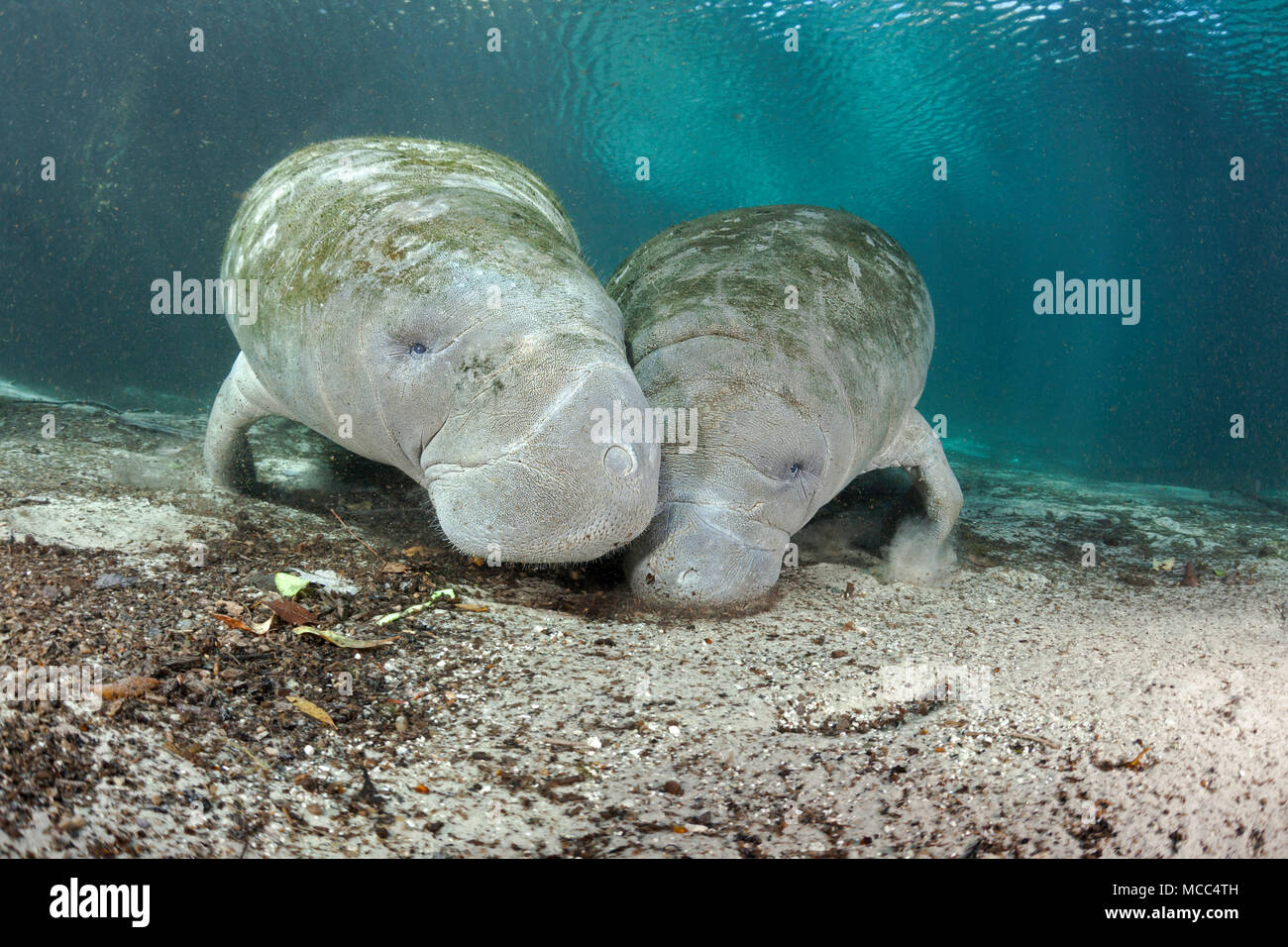 Endangered Florida Manatees, Trichechus manatus latirostris, gather at ...