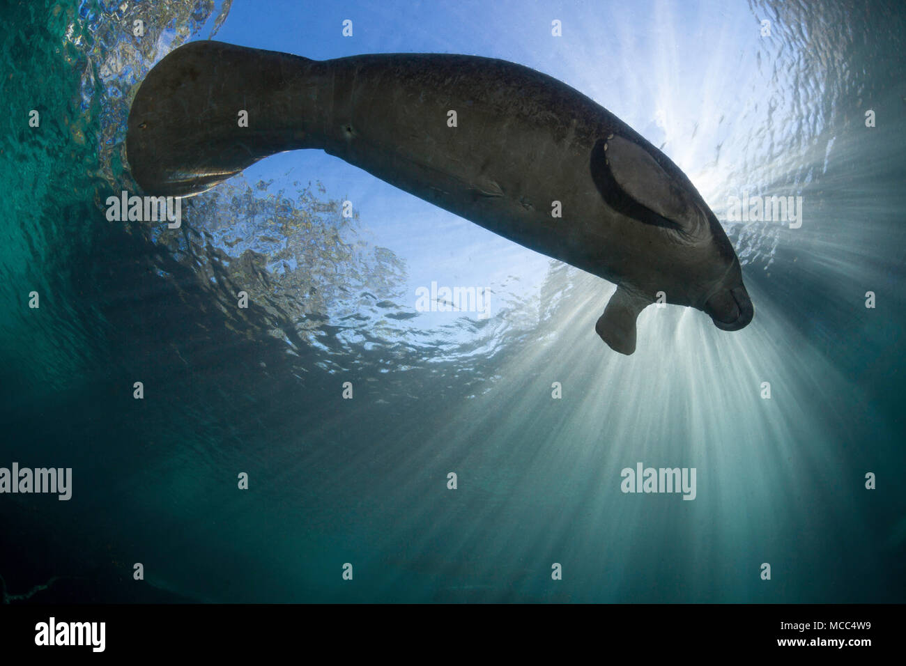 An endangered Florida Manatee, Trichechus manatus latirostris, passes ...