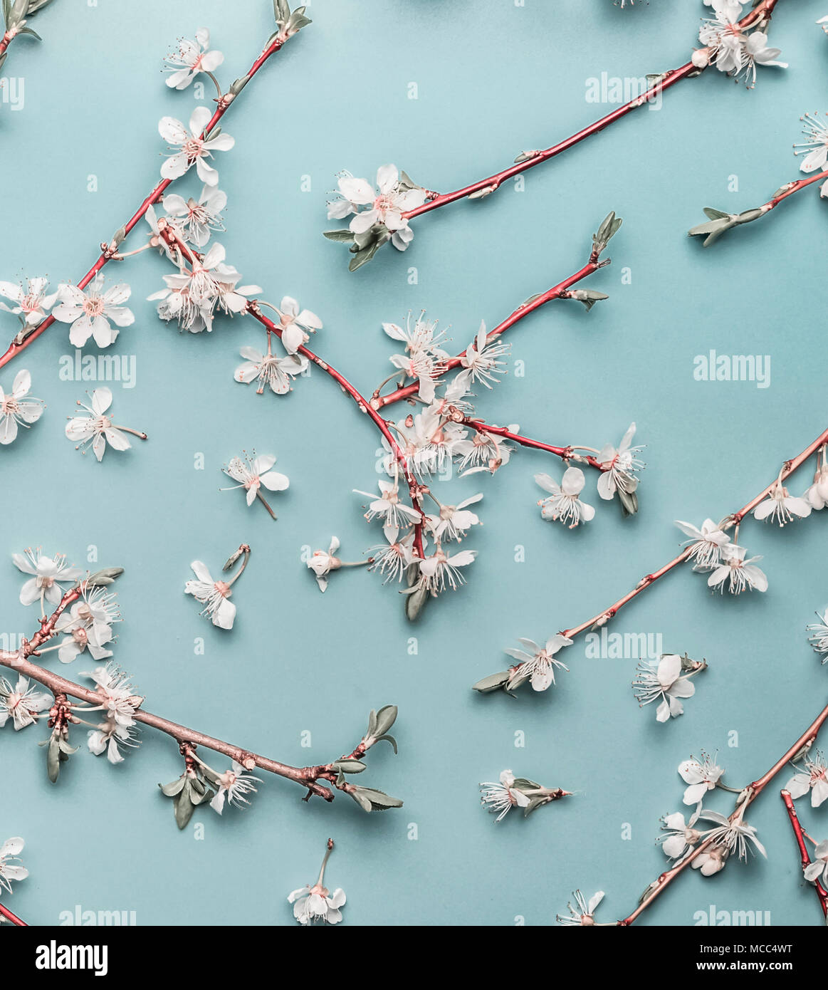 Turquoise blue square spring background with cherry twigs and blossom ...
