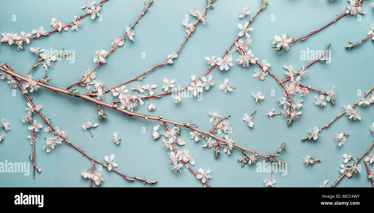 Turquoise blue Spring background with cherry twigs and blossom, top ...