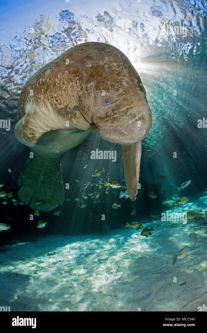 Endangered Florida Manatee, Trichechus manatus latirostris, at Three ...