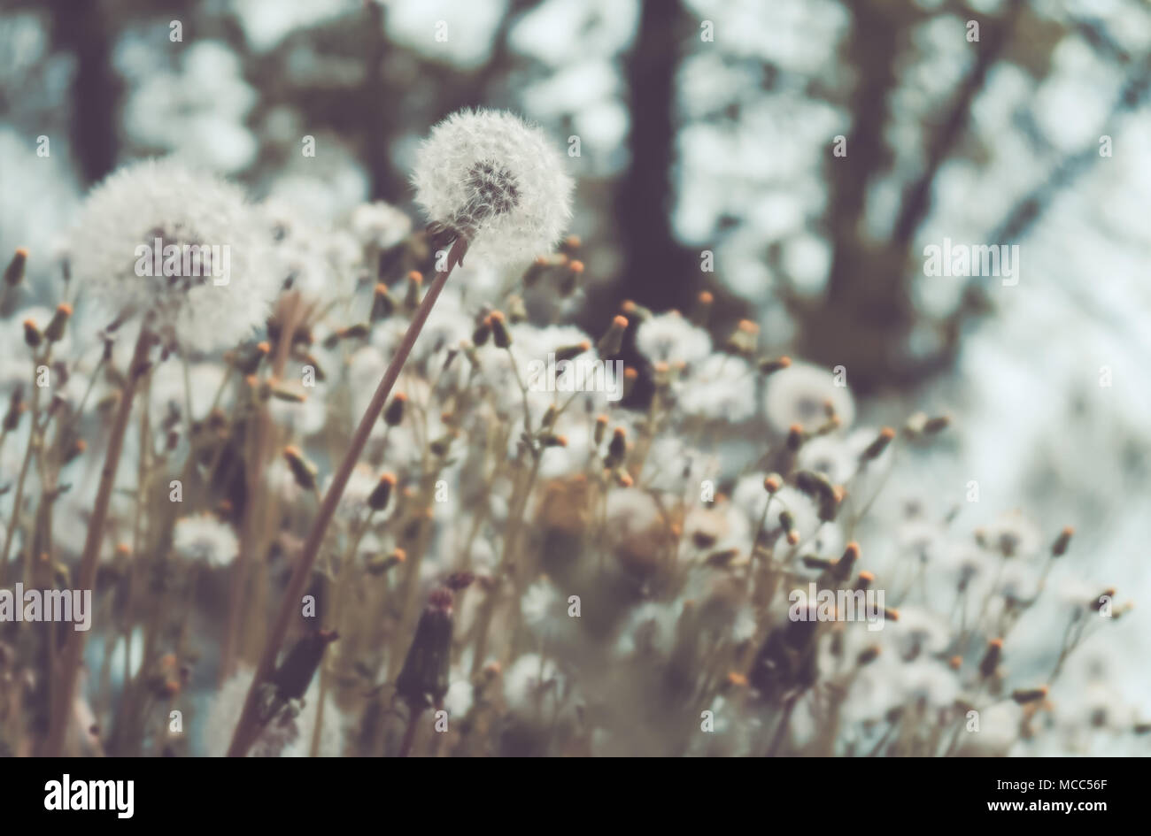 Dandelion flowers and seed hi-res stock photography and images - Alamy