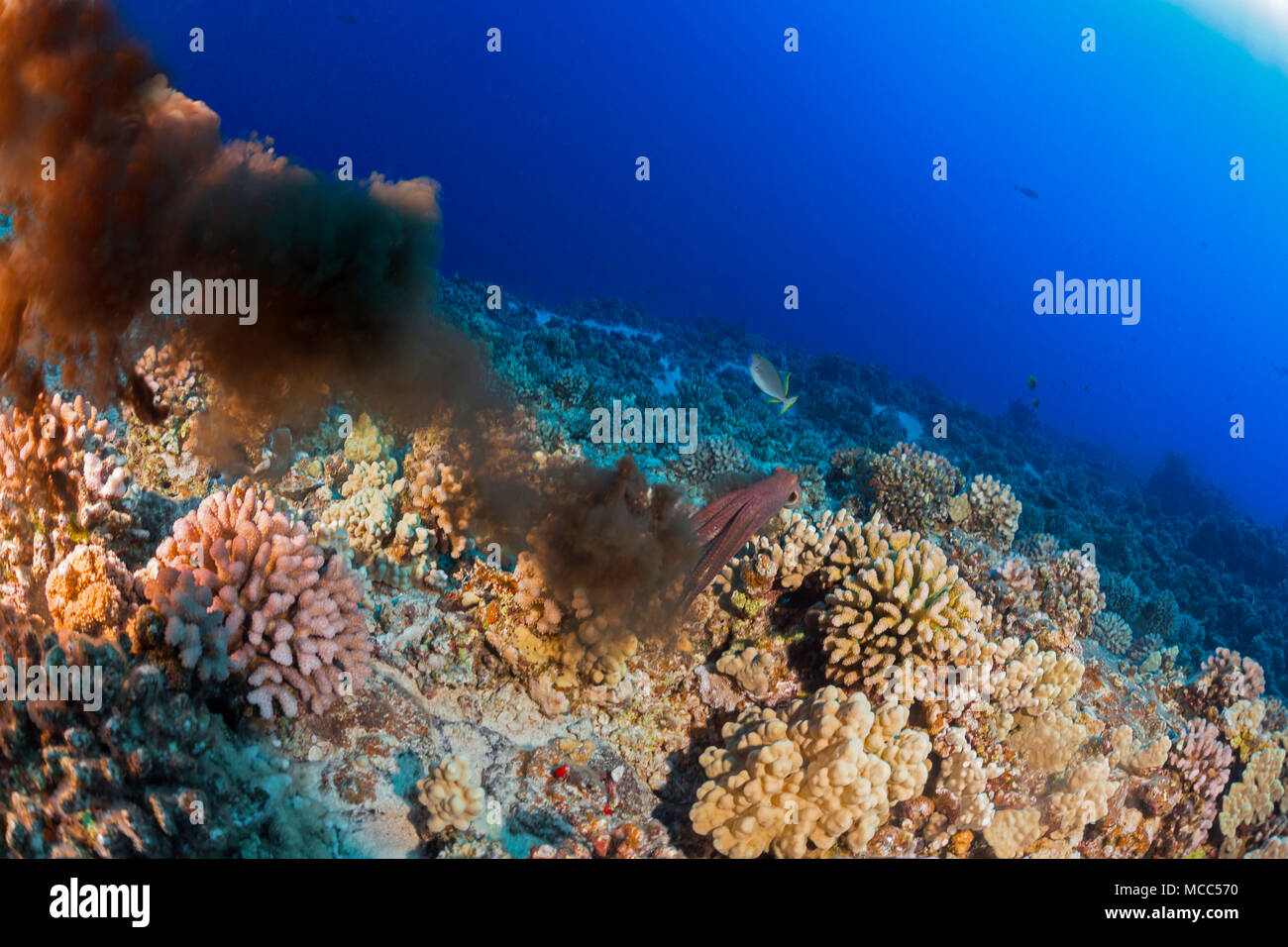 Octopus ink hi-res stock photography and images - Alamy