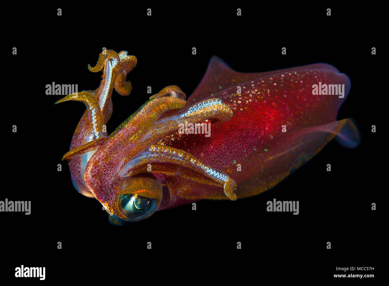 The male oval squid, Sepioteuthis lessoniana, can reach 14 inches in ...