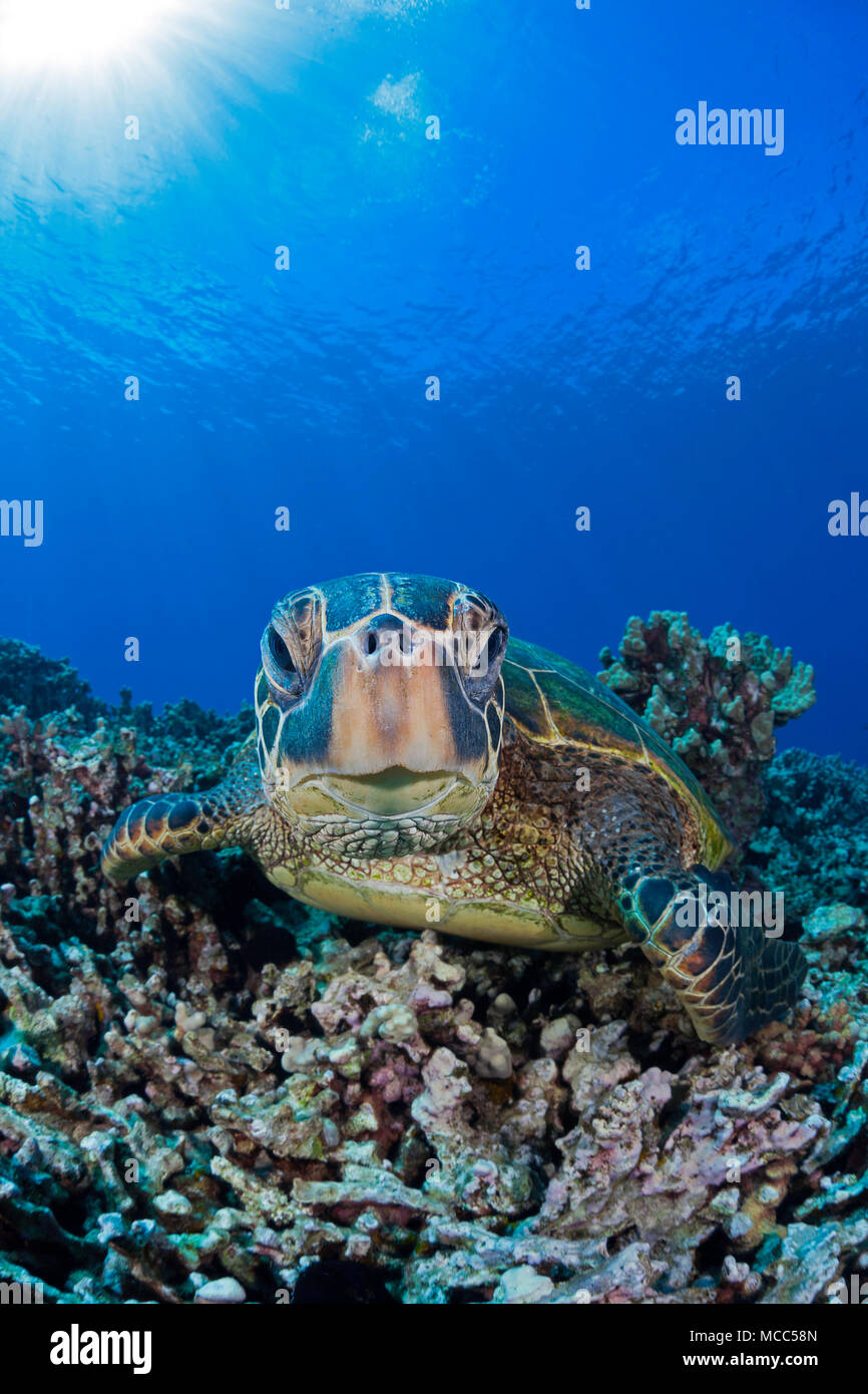 Green sea turtle, Chelonia mydas, an endangered species. Hawaii Stock ...