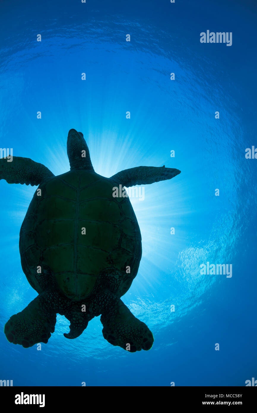 Female green sea turtle hi-res stock photography and images - Alamy