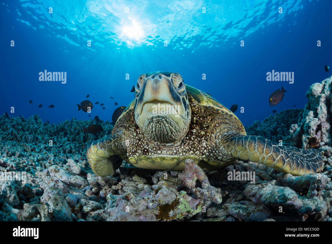 Green sea turtle, Chelonia mydas, an endangered species. Hawaii Stock ...