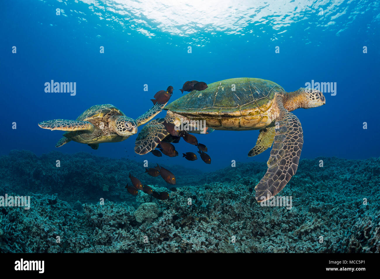 These green sea turtles, Chelonia mydas, an endangered species, are ...