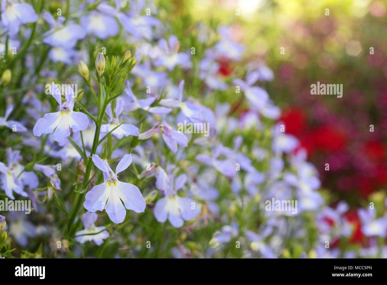 Lobelia azure mist hi-res stock photography and images - Alamy