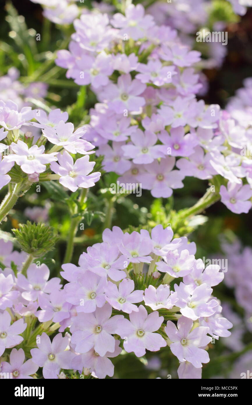 Verbena 'Aztec Silver Magic' trailing verbena flowers in a hanging ...