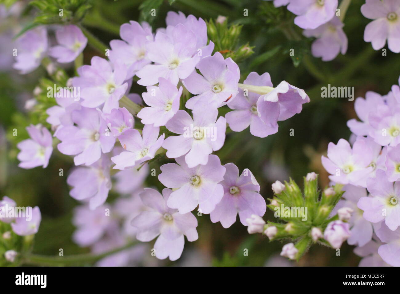 Verbena aztec magic silver magic hi-res stock photography and images ...