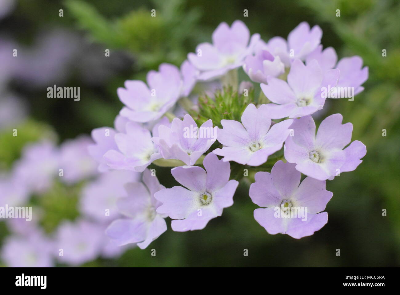 Verbena flowers hi-res stock photography and images - Alamy