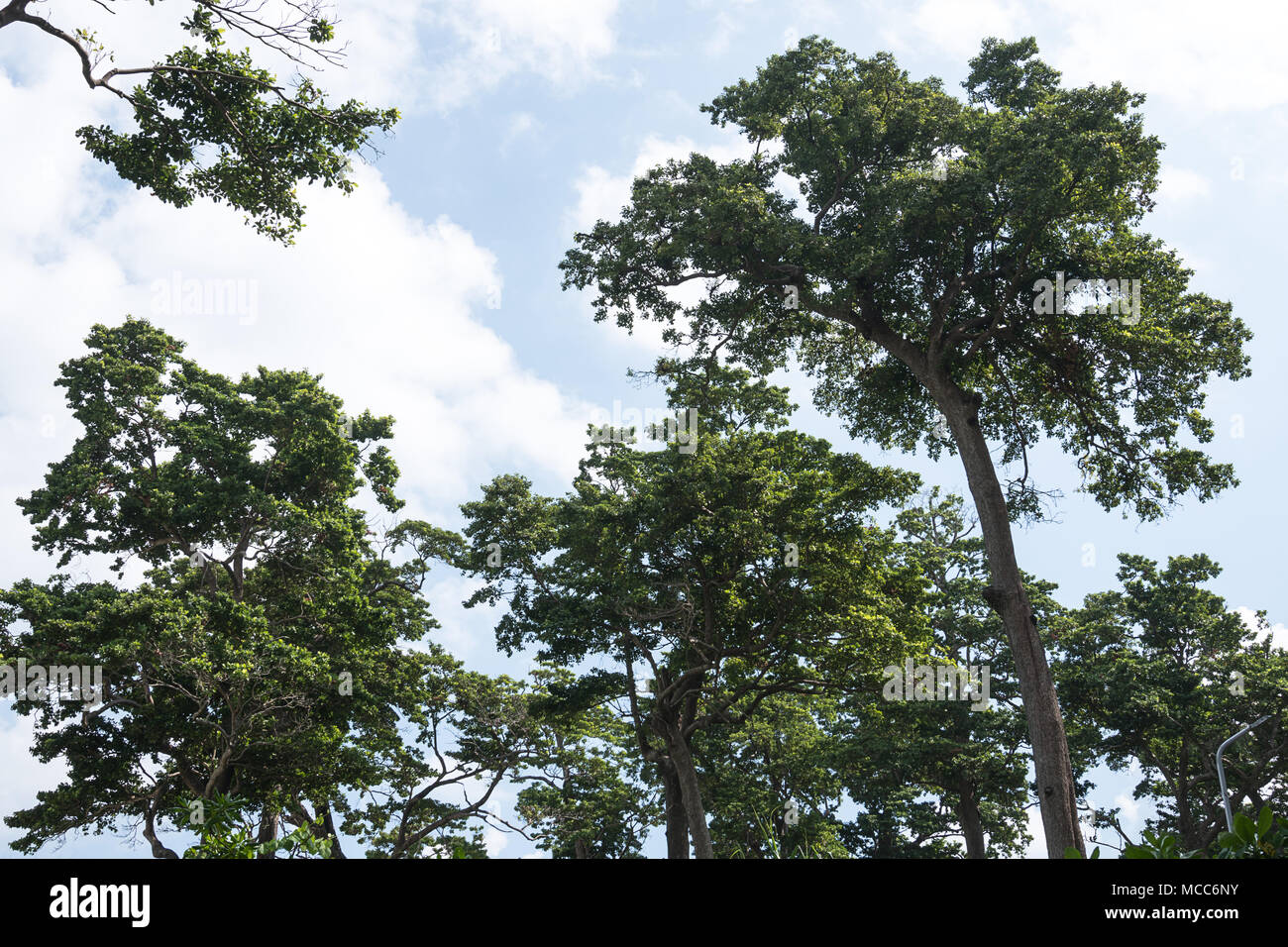 view under tree to sky. Fluffy crown of trees with green leaves on ...