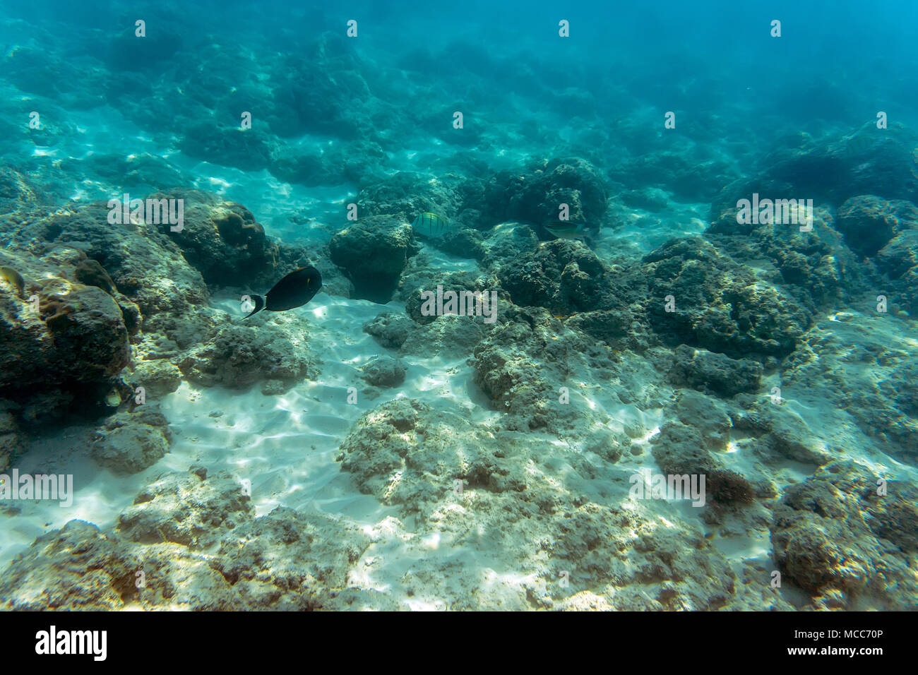 Underwater world landscape, colorful coral reef and blue clear water ...