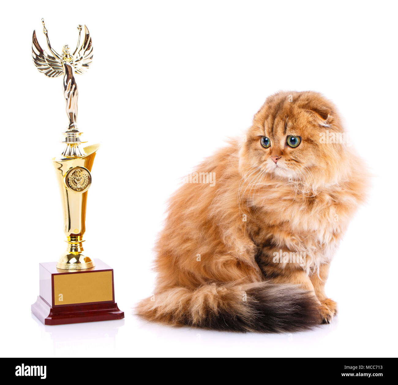 Scottish chinchilla cat straight Cut Out Stock Images & Pictures - Alamy