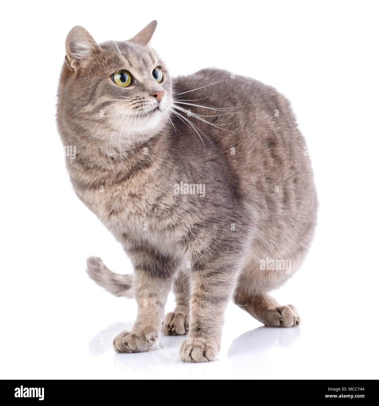 Cute fluffy grey cat playing hi-res stock photography and images - Alamy
