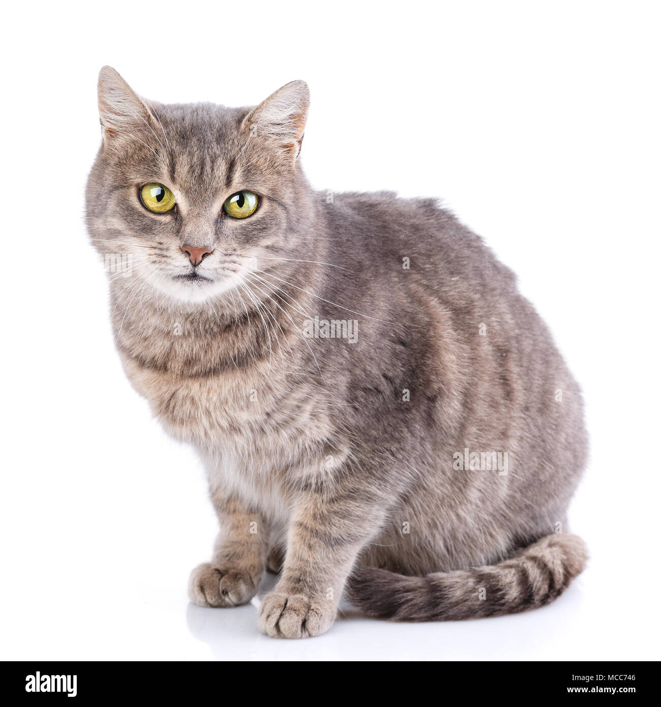 Simple sitting cat pet Cut Out Stock Images & Pictures - Alamy