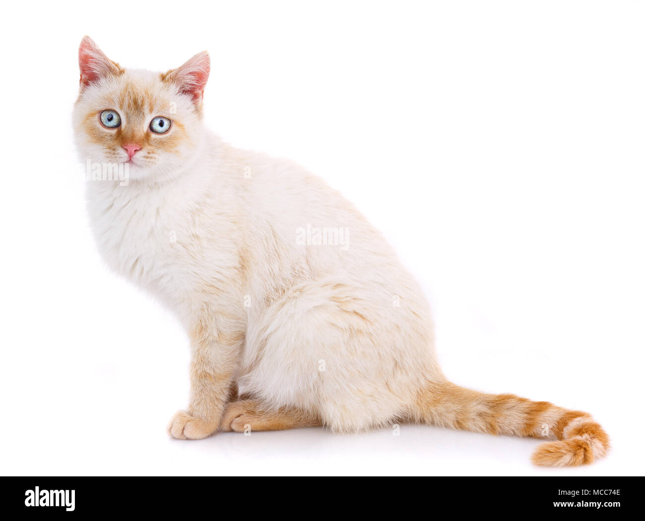 White red cute cat Cut Out Stock Images & Pictures - Alamy