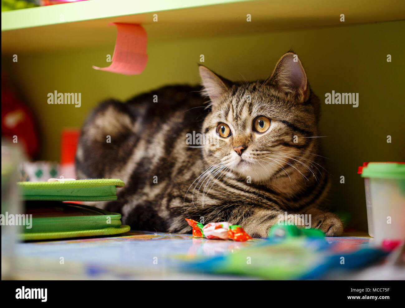 Pets, morning, comfort and rest concept - Cat in office Stock Photo - Alamy