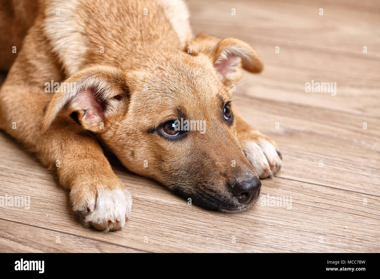 Portrait of a dog. Dog without breed Stock Photo - Alamy